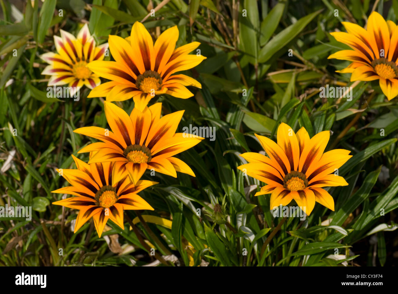 Gazanias...also known as treasure flowers Stock Photo - Alamy