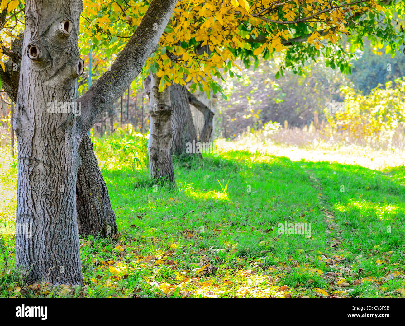 Row of autumn trees Stock Photo - Alamy