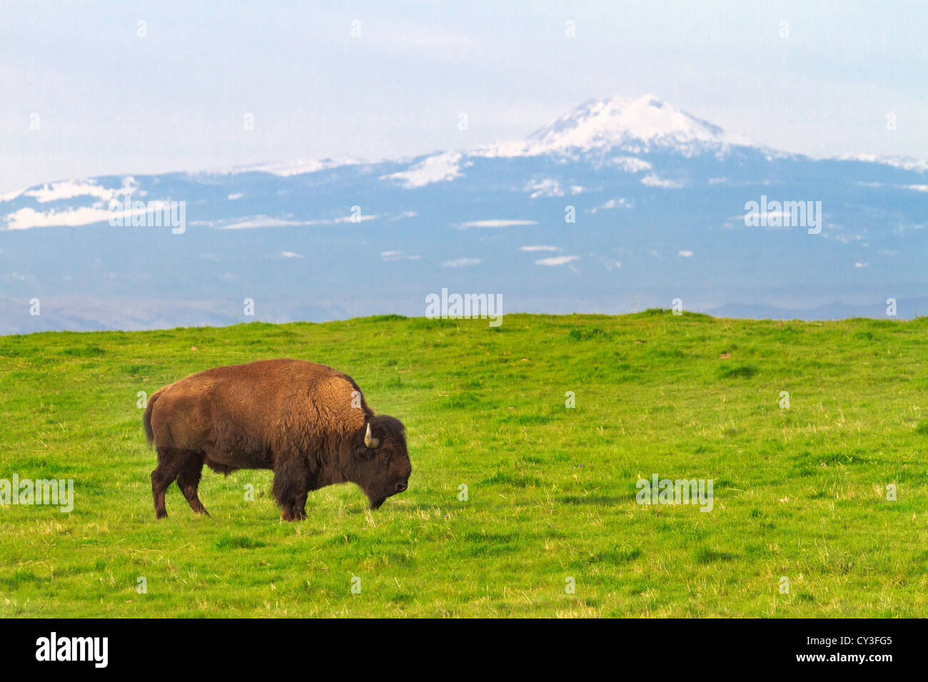 American bison in the Sacramento Valley of California with Mt. Lassen ...