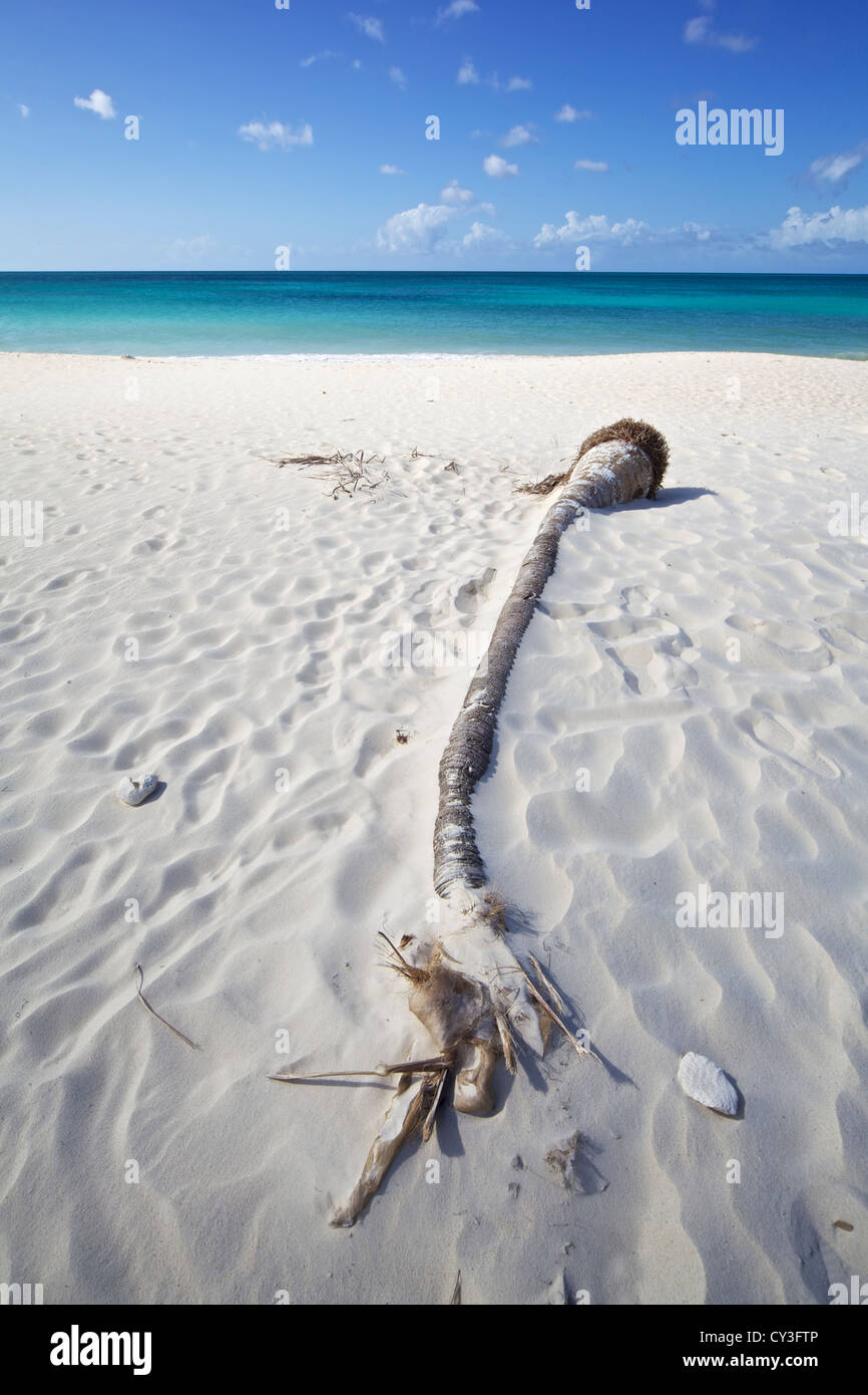 Fallen Palm Tree on a White Sandy Beach of the Caribbean Stock Photo ...