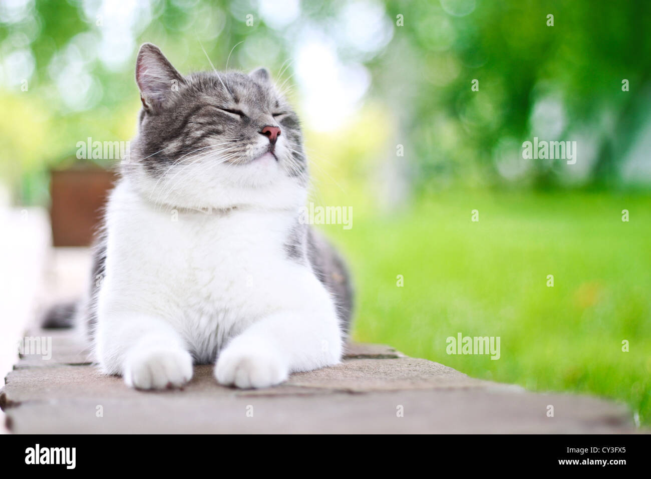 Cute cat enjoying himself outdoors Stock Photo - Alamy