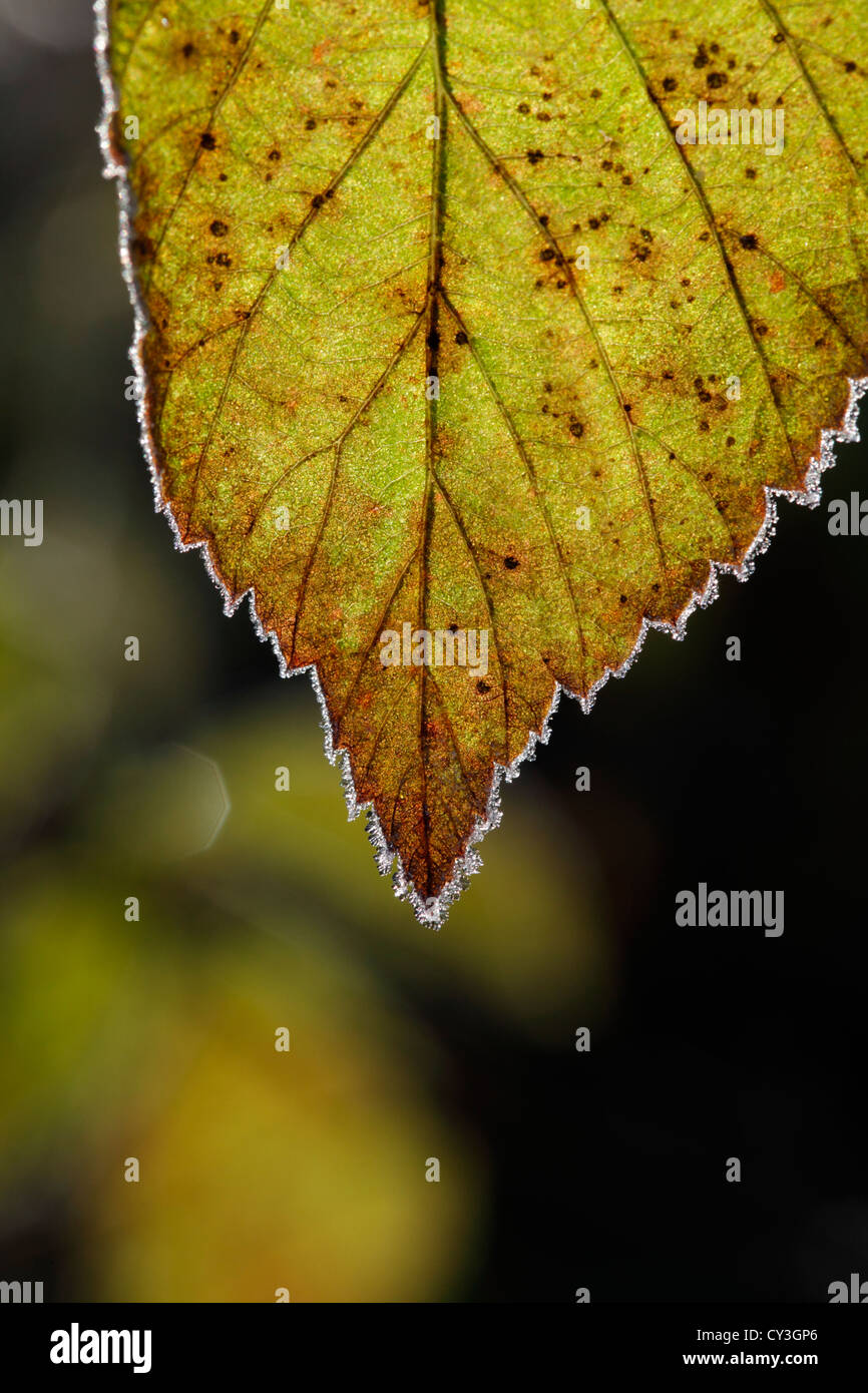 Leaf rims hi-res stock photography and images - Alamy