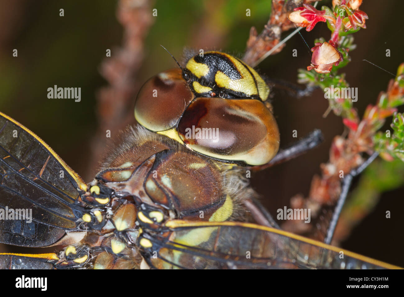 Common hawker sedge darner juncea hi-res stock photography and images ...