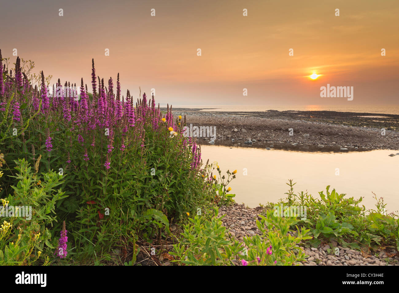 Pill somerset hi-res stock photography and images - Alamy