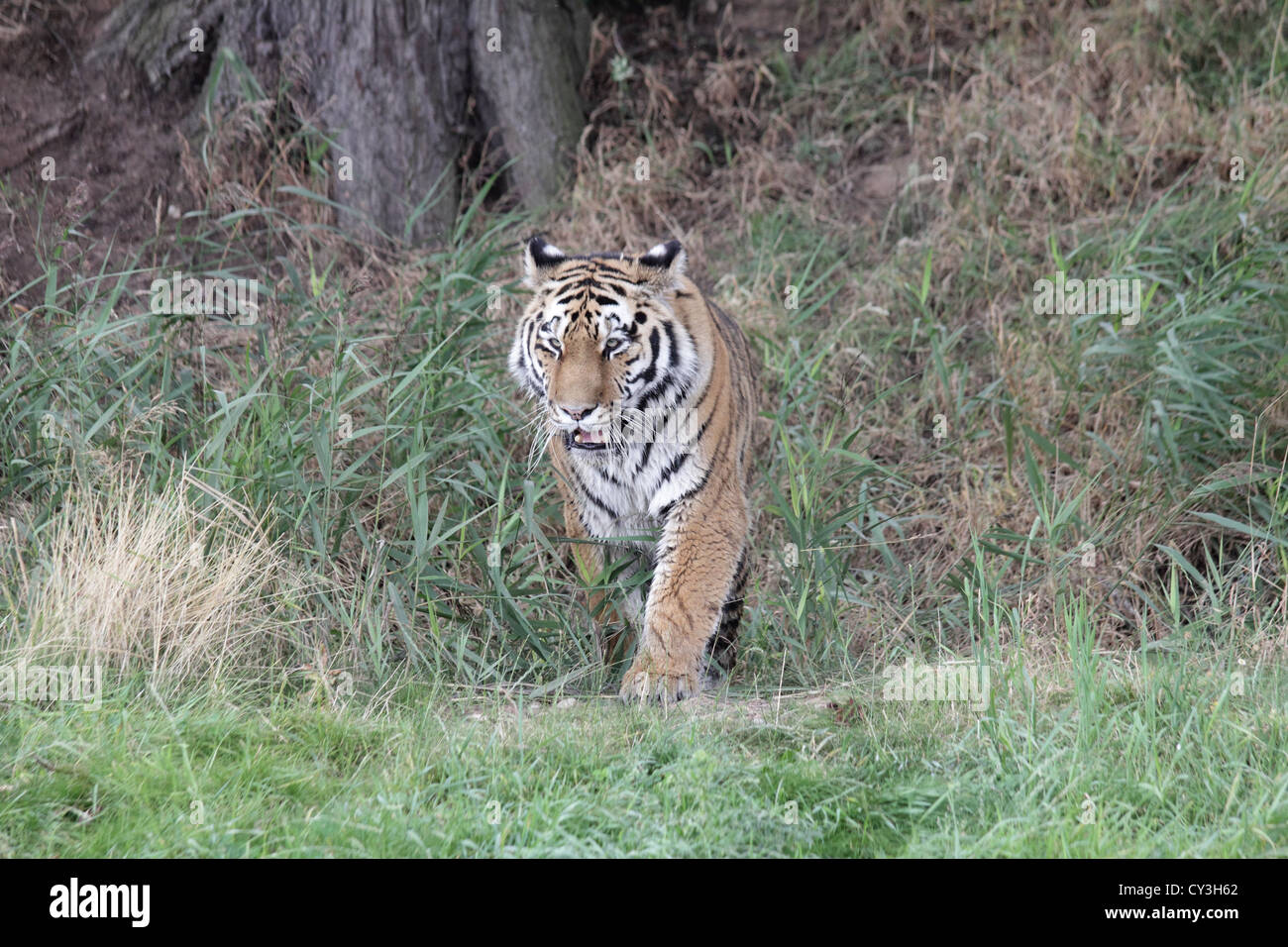 Tiger walking out of the woods Stock Photo - Alamy