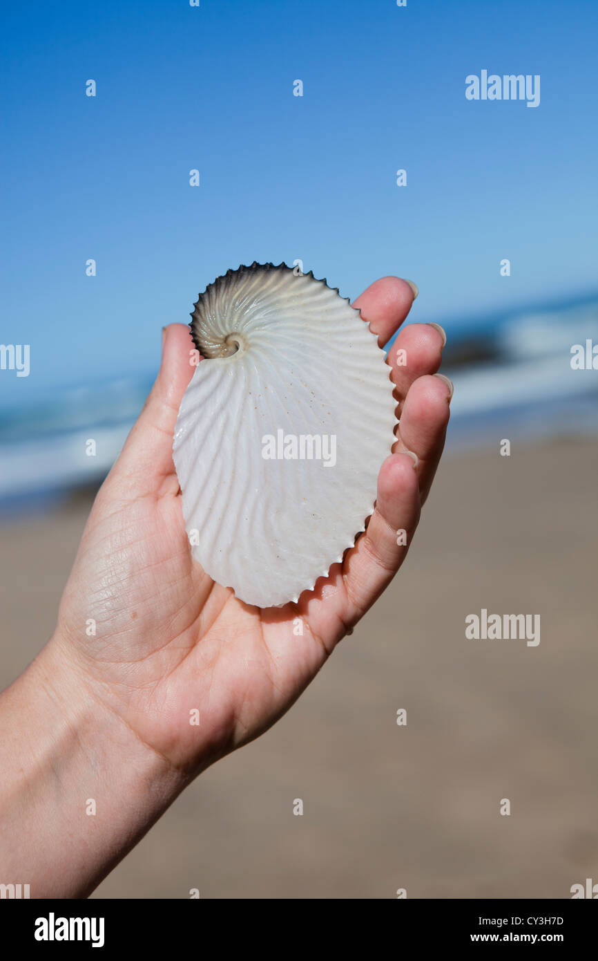 Shell woman beach hi-res stock photography and images - Alamy