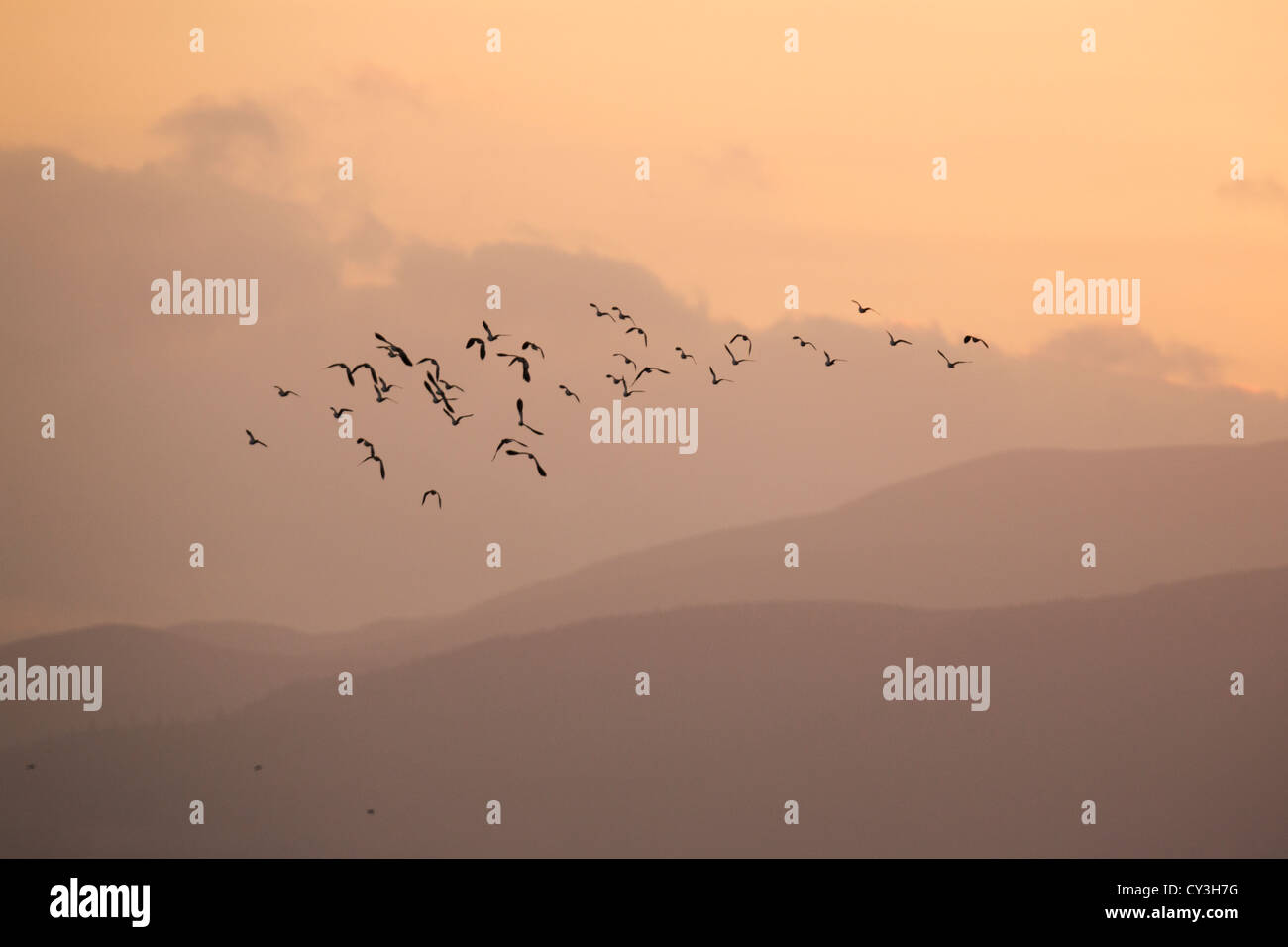 Flying lapwings hi-res stock photography and images - Alamy