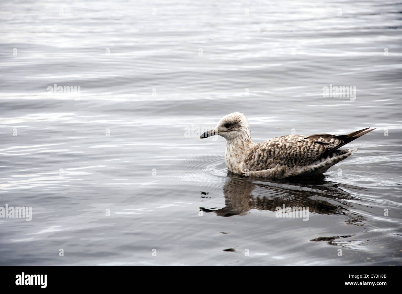 Young seagull swimming Stock Photo - Alamy