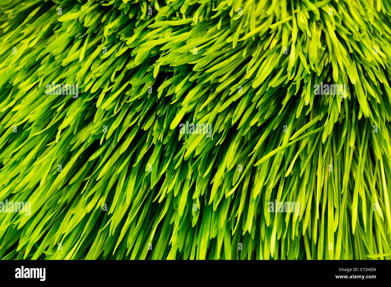 Barley grass hi-res stock photography and images - Alamy