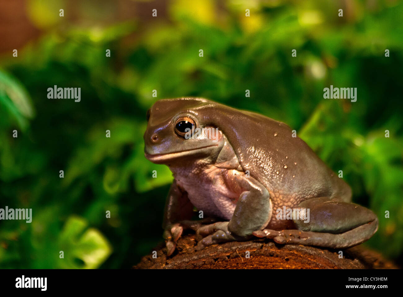 Green tree frog hi-res stock photography and images - Alamy