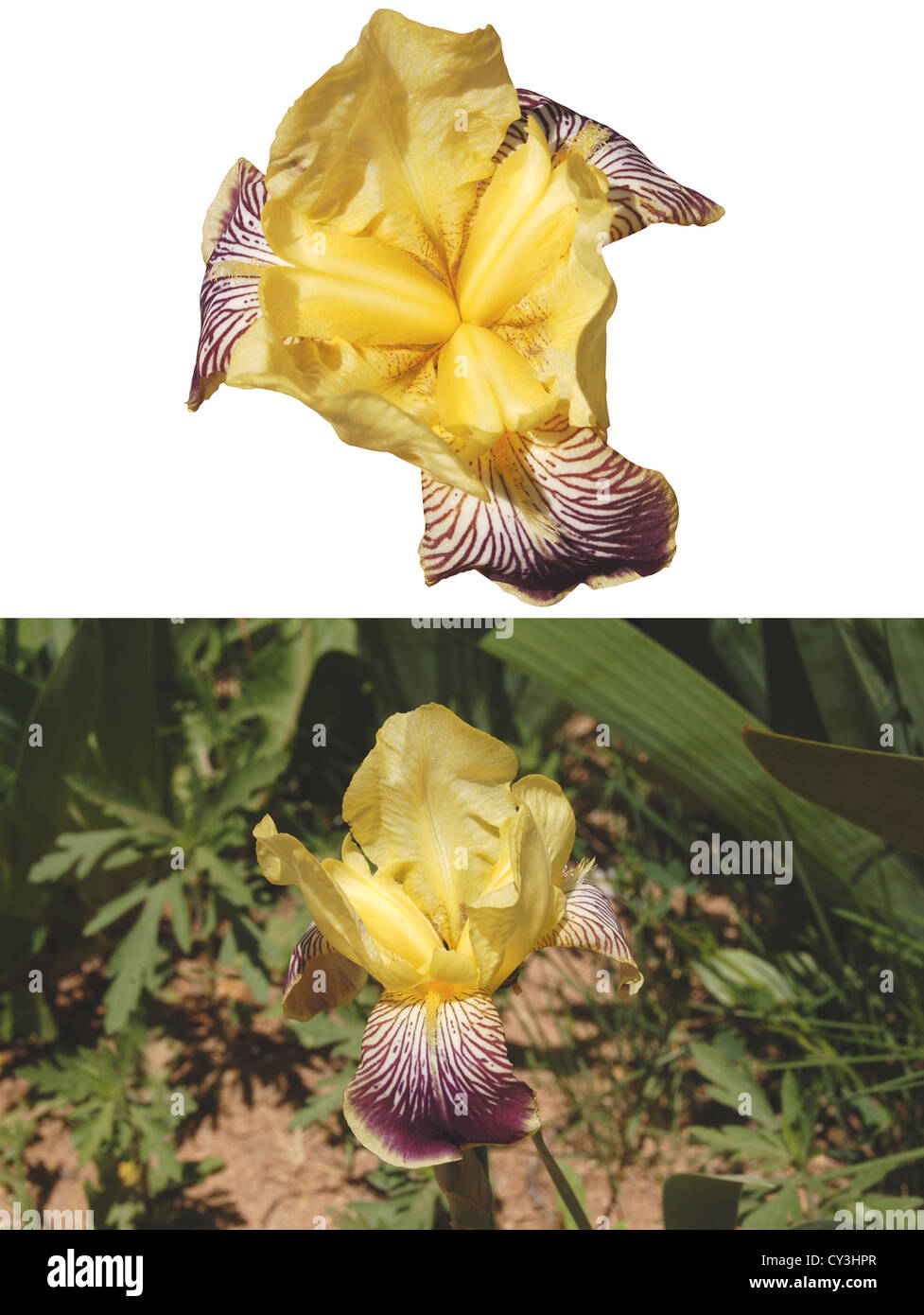 Iris Germanica Yellow German Iris Stock Photo - Alamy