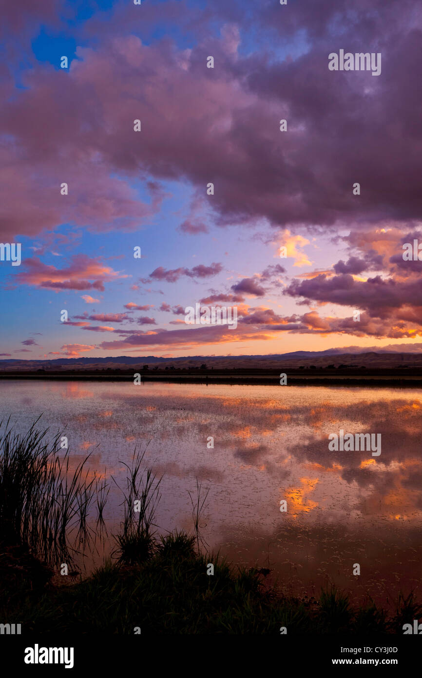 Reflections in flooded rice fields in the Sacramento Valley, California ...