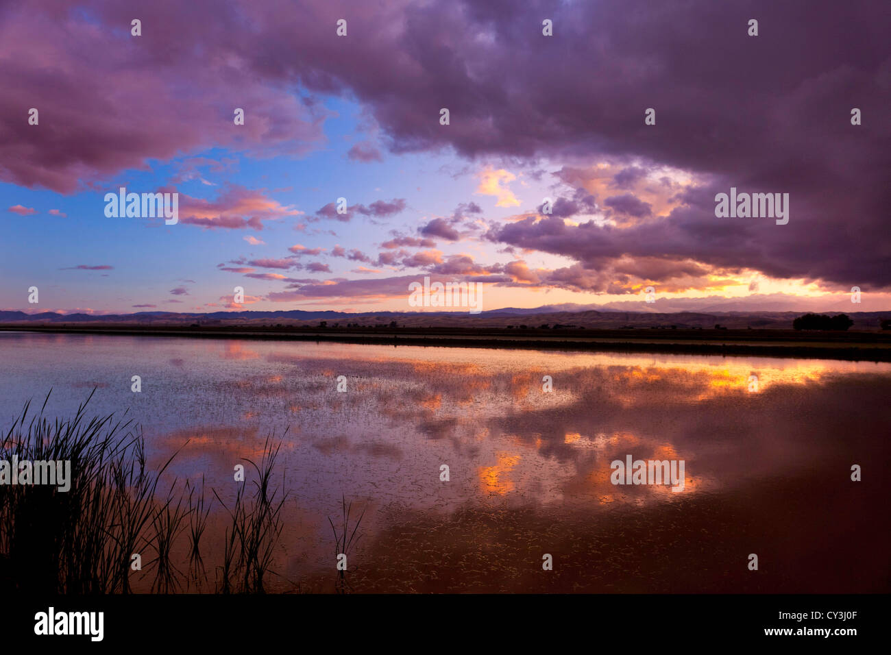 Reflections in flooded rice fields in the Sacramento Valley, California ...