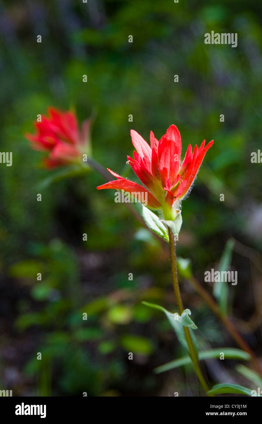 red wild flower Stock Photo - Alamy