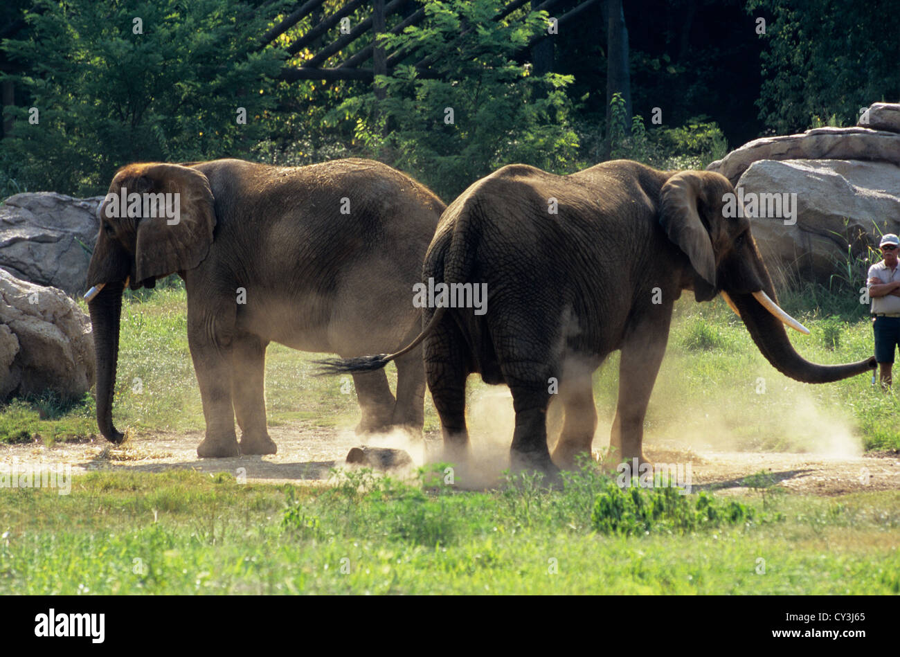 Zookeeper elephant hi-res stock photography and images - Alamy
