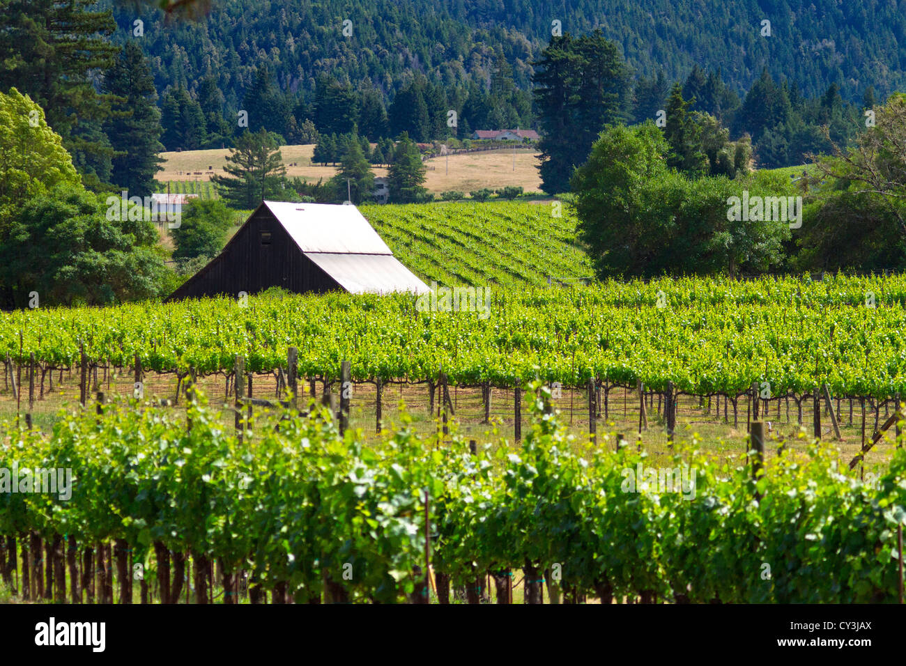 Vineyard views of the Anderson Valley wine country in Northern ...