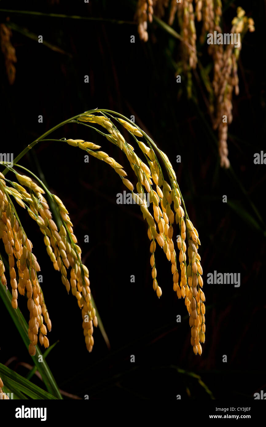 Ripe heads of rice ready for harvest in the Sacramento Valley ...