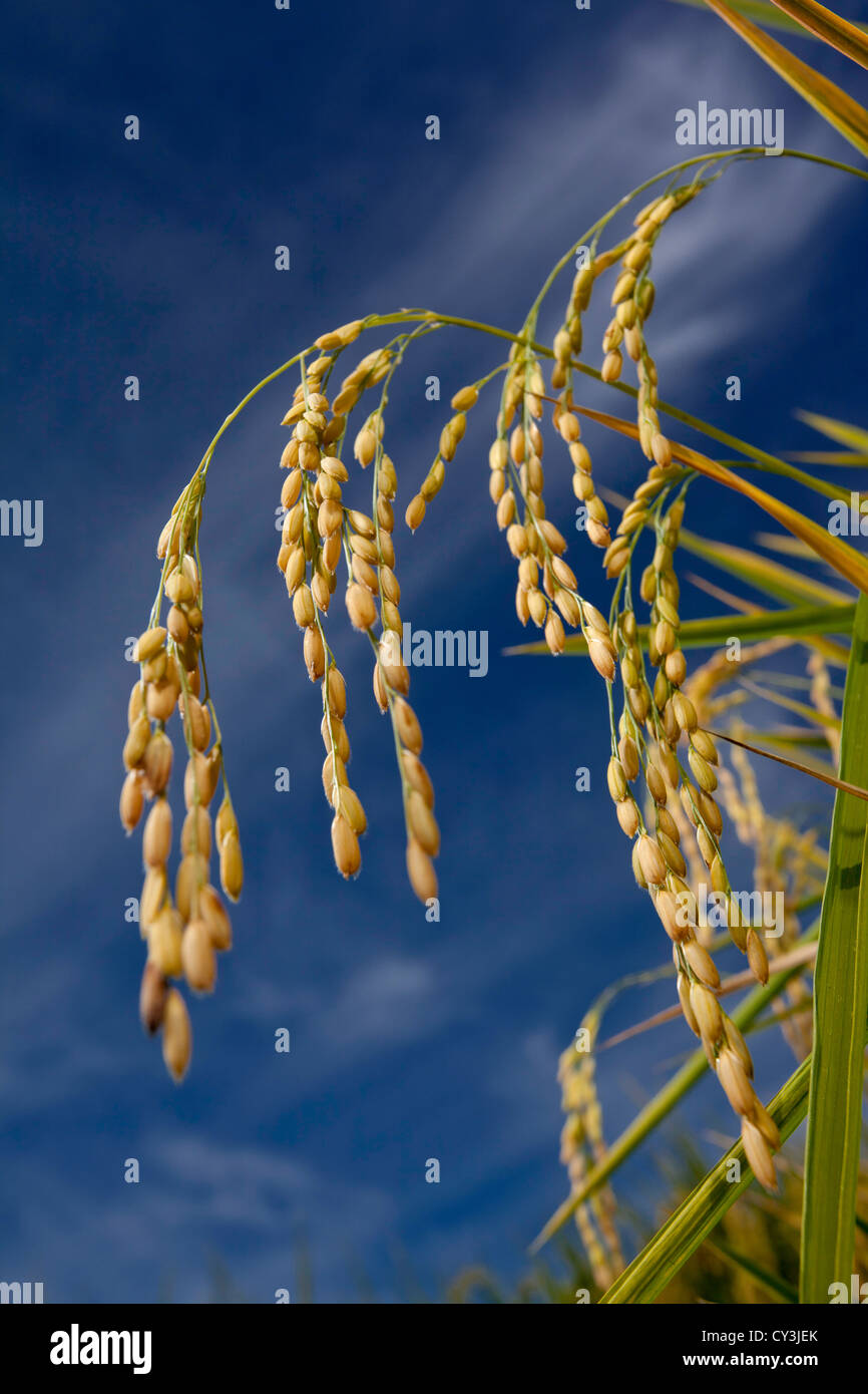 Ripe heads of rice ready for harvest in the Sacramento Valley ...