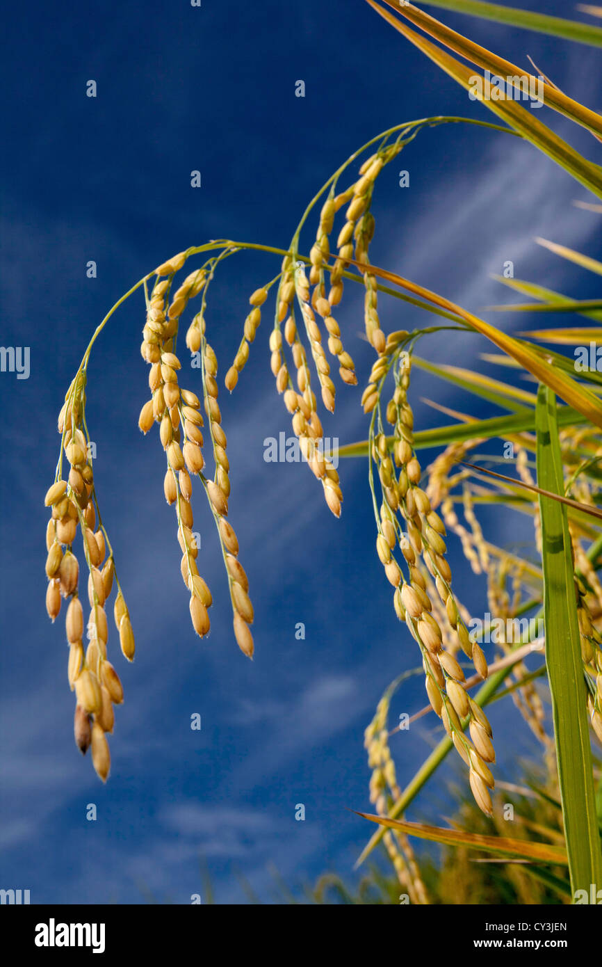 Ripe heads of rice ready for harvest in the Sacramento Valley ...