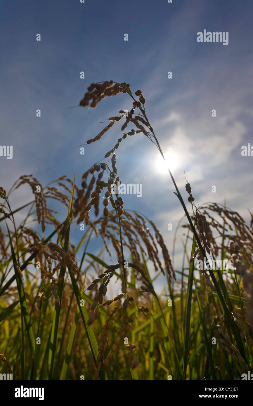 Ripe heads of rice ready for harvest in the Sacramento Valley ...