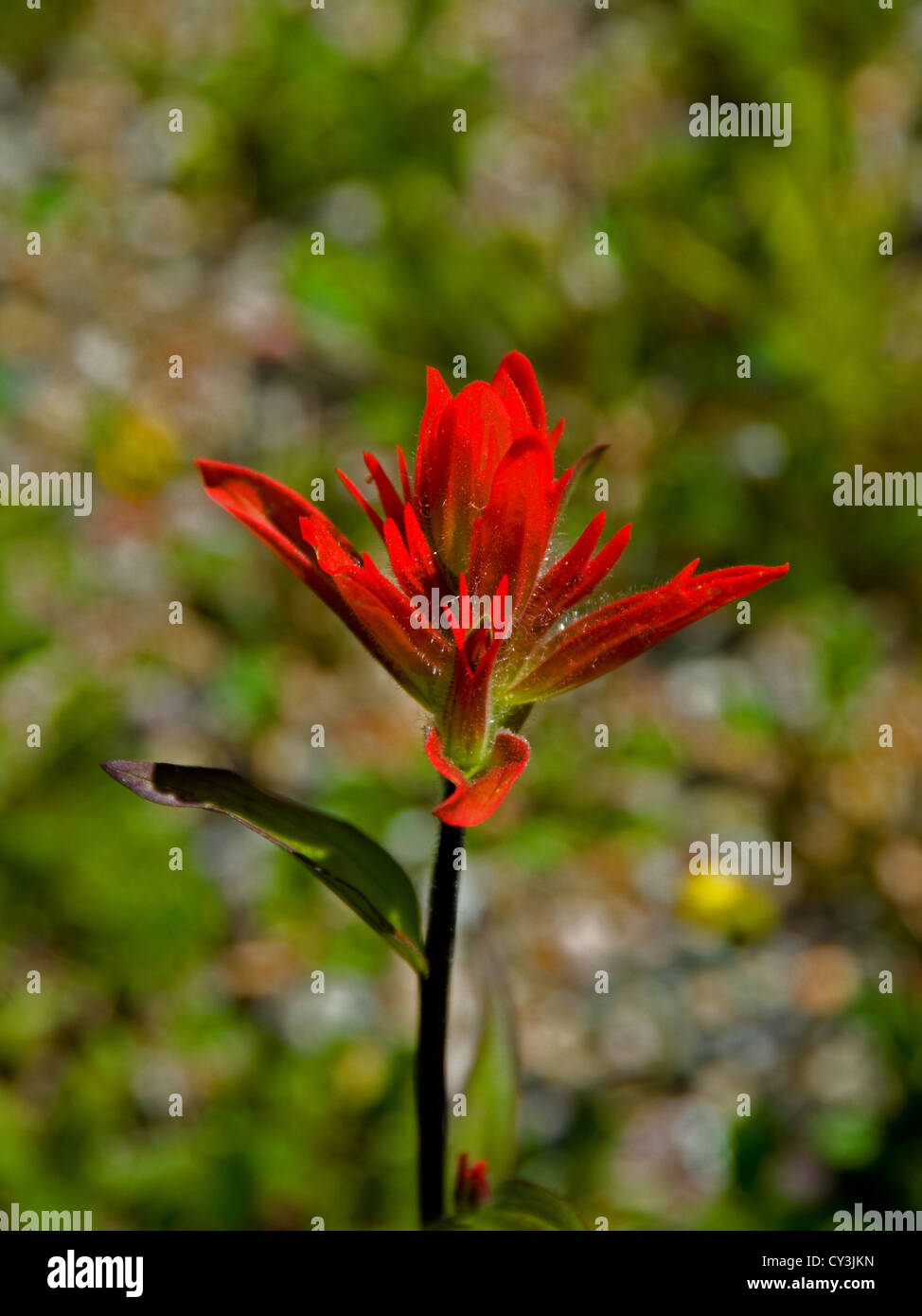 Red wild flower in Jasper National Park Stock Photo - Alamy