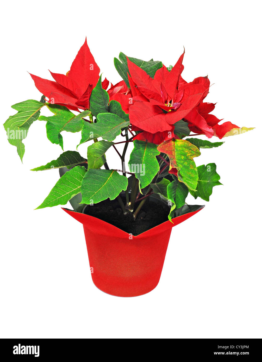 Beautiful potted poinsettia on Cut Out Stock Images & Pictures - Alamy