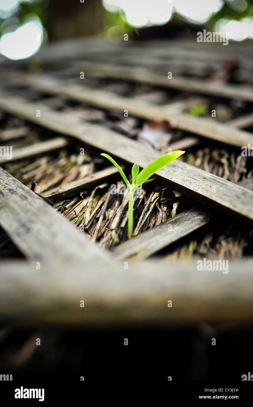Ecology concept. plant sprout on house roof Stock Photo - Alamy