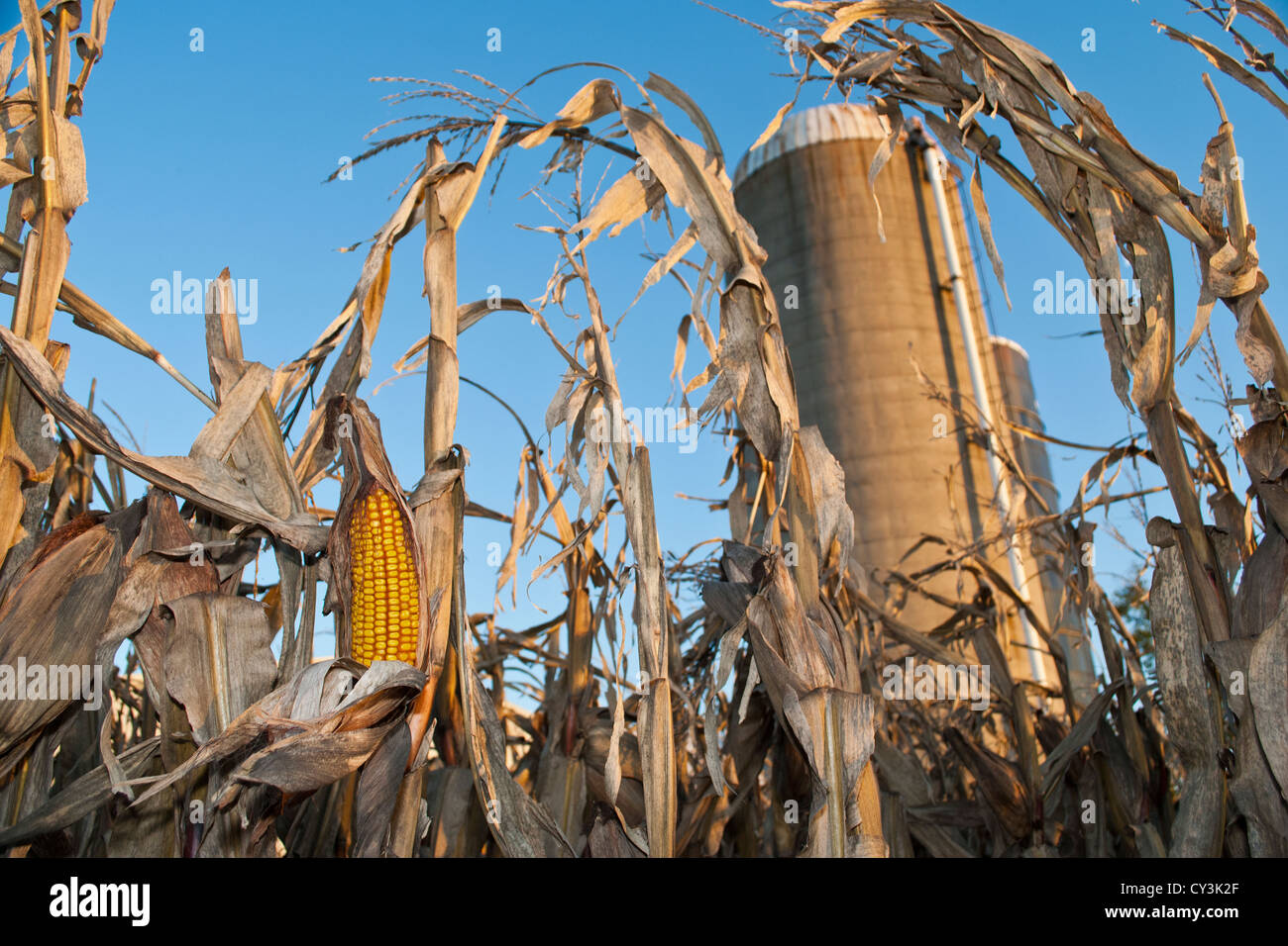 Partially shucked corn cob ready for harvest with dry corn stalks, silo ...