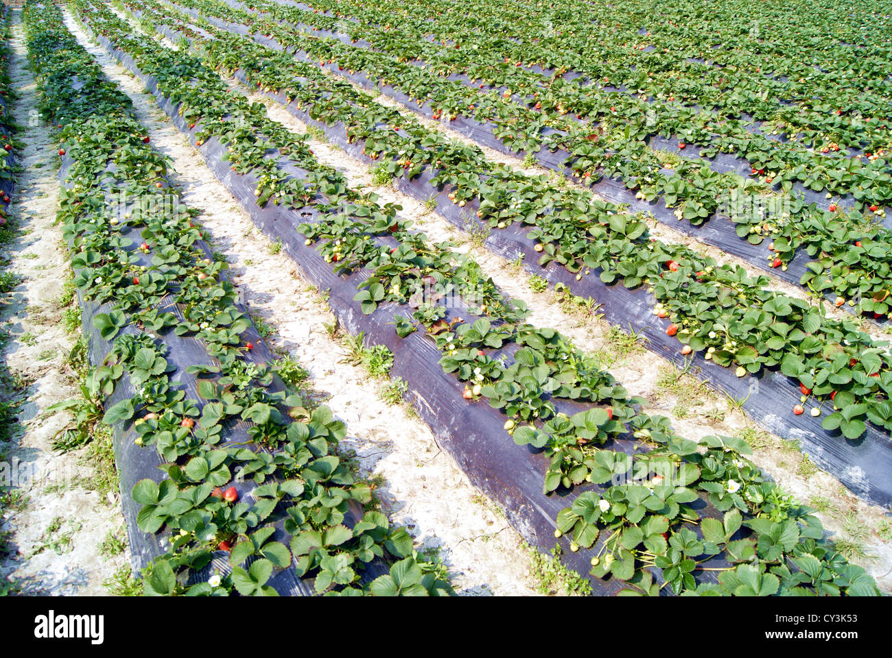 Strawberry orchard, a piece of green Stock Photo - Alamy