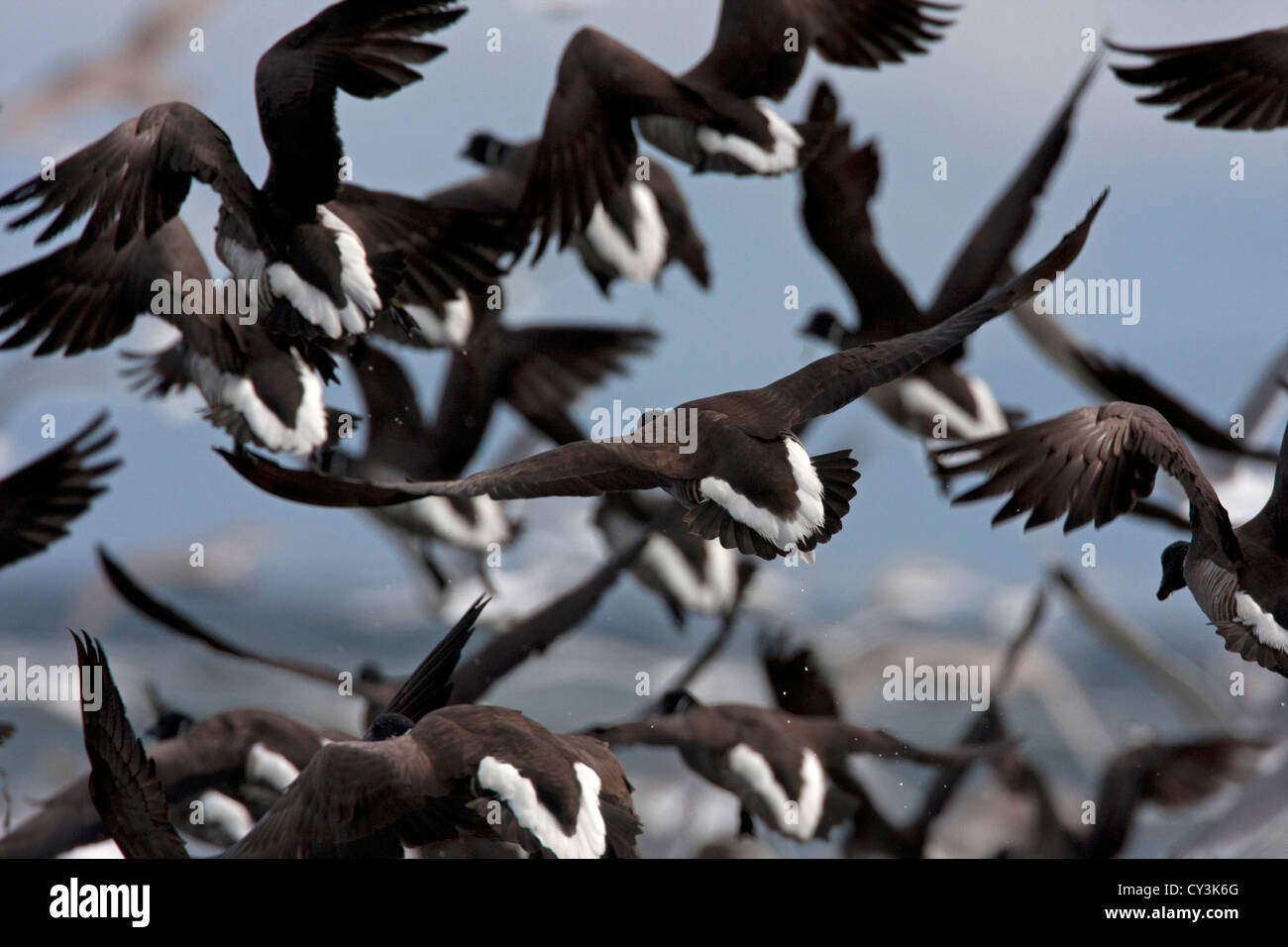 Brant Geese Branta bernicla rear view of a flock in flight along the ...