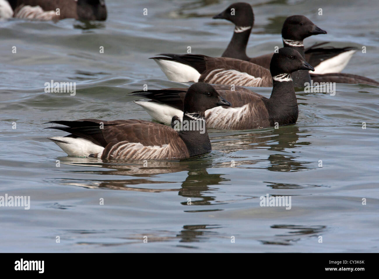 Brant Geese Branta bernicla feeding on herring spawn along the ...