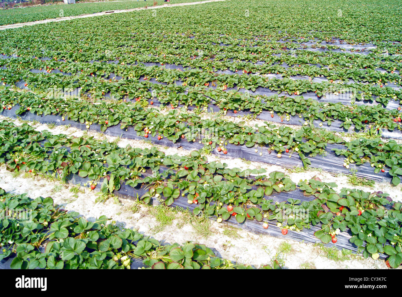 Strawberry orchard, a piece of green Stock Photo - Alamy