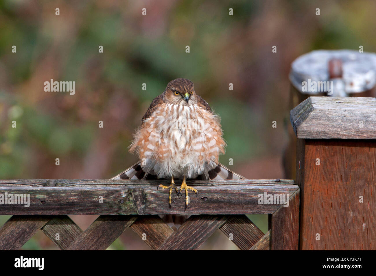 Sharp shinned hawk hi-res stock photography and images - Alamy