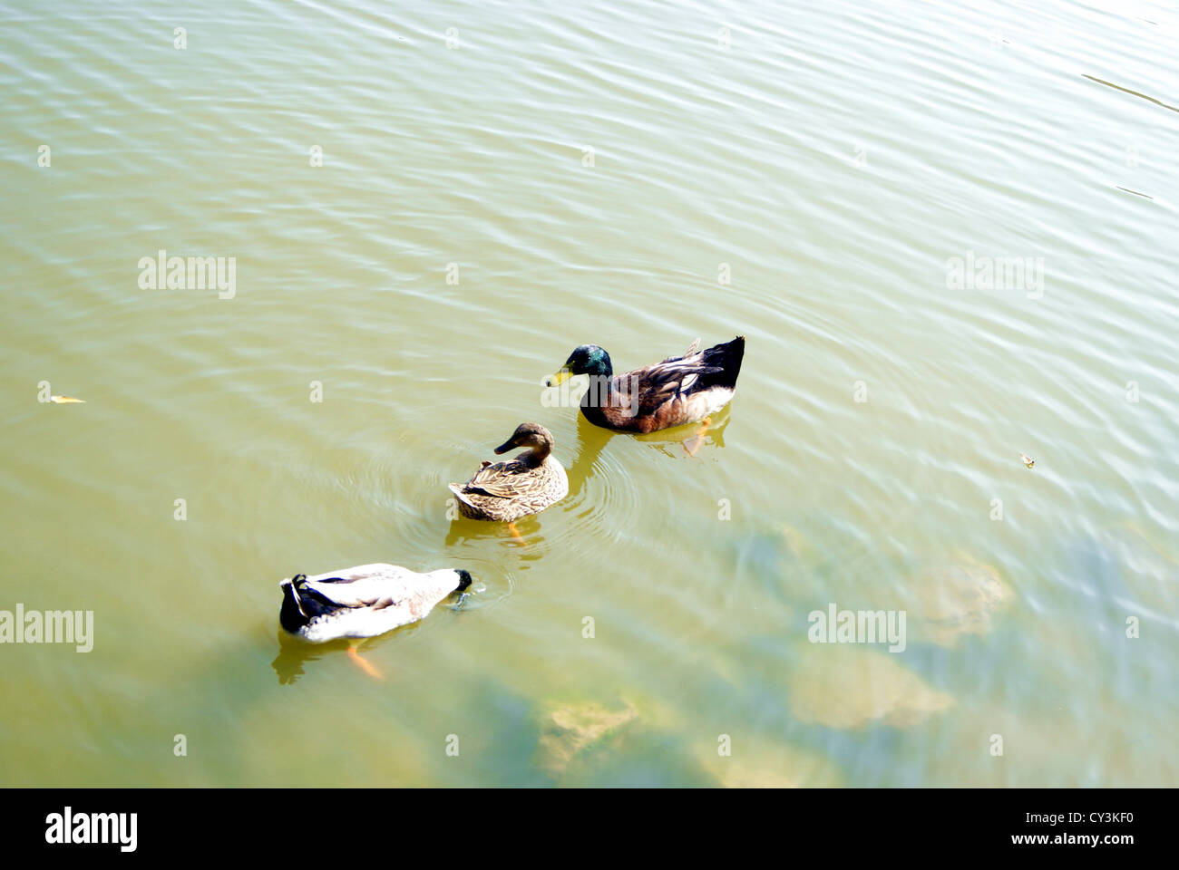 Ducks, by the lake Stock Photo - Alamy