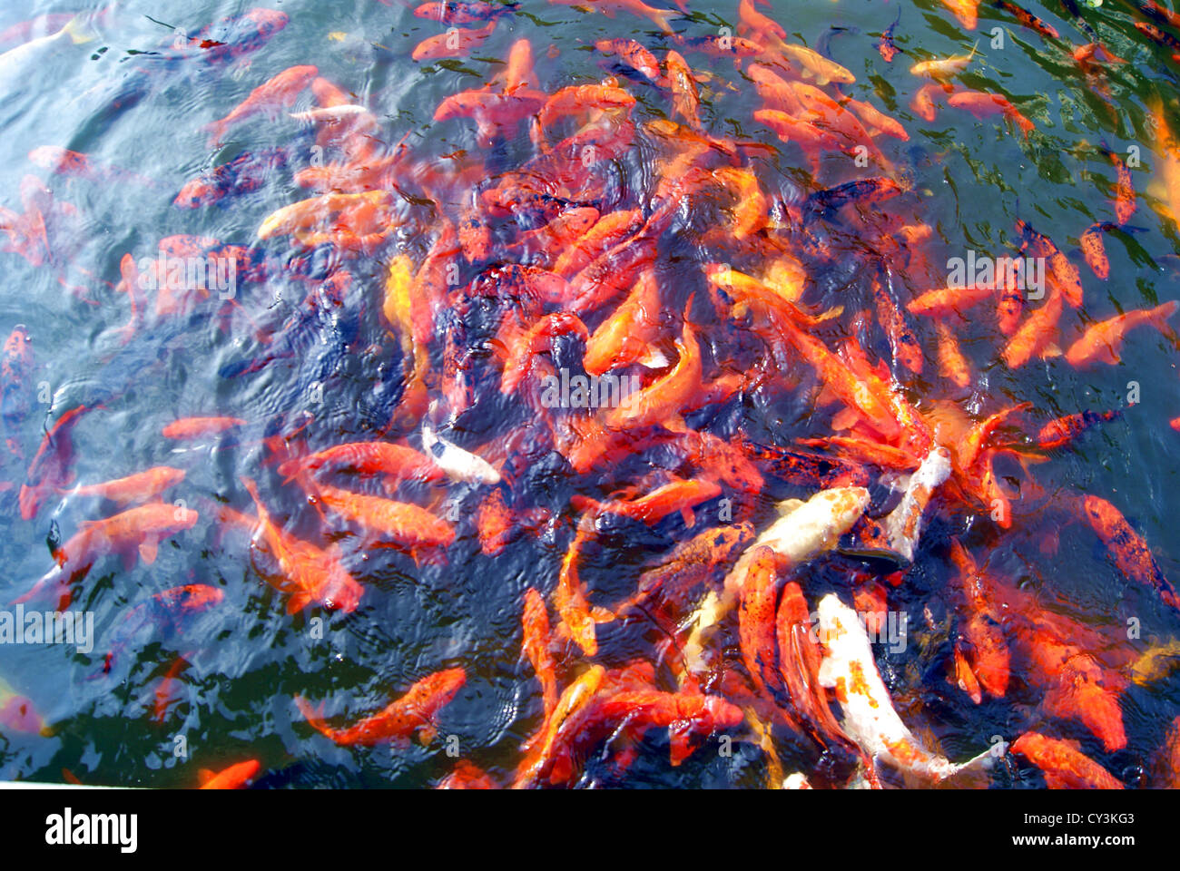 Goldfish play in the lake Stock Photo - Alamy