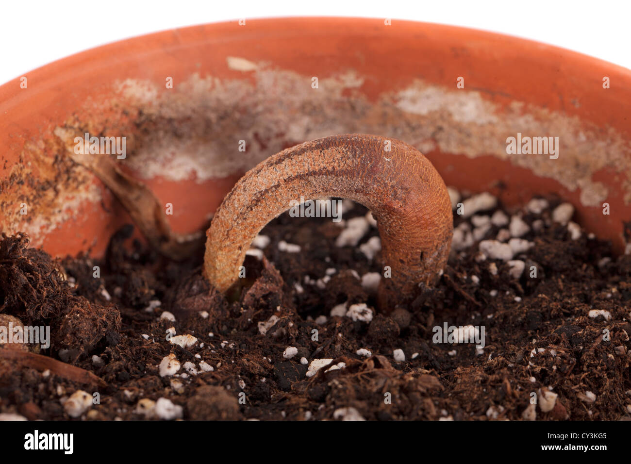 Durian seedling emerging from seed in clay pot Stock Photo - Alamy