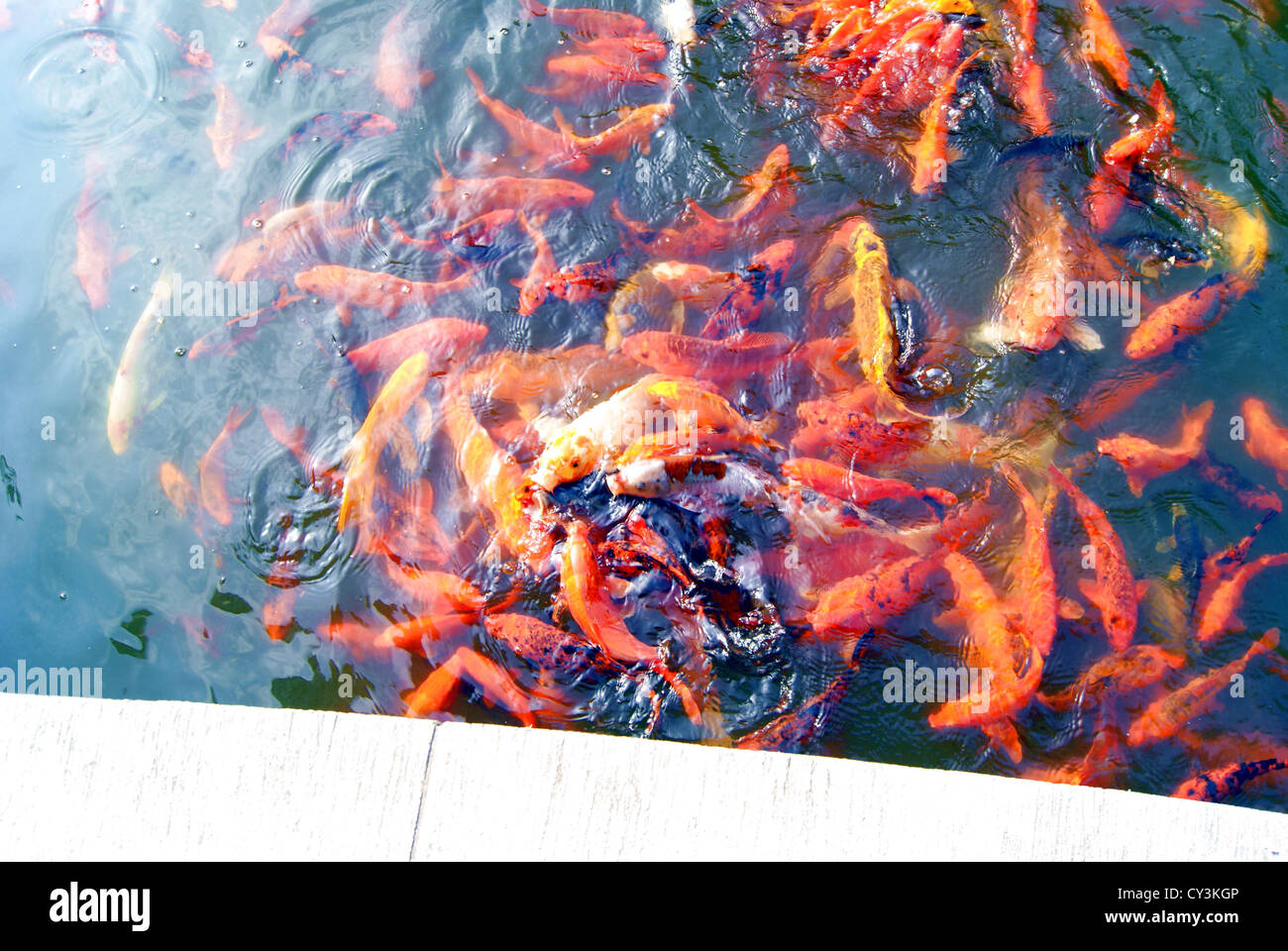 Goldfish play in the lake Stock Photo - Alamy