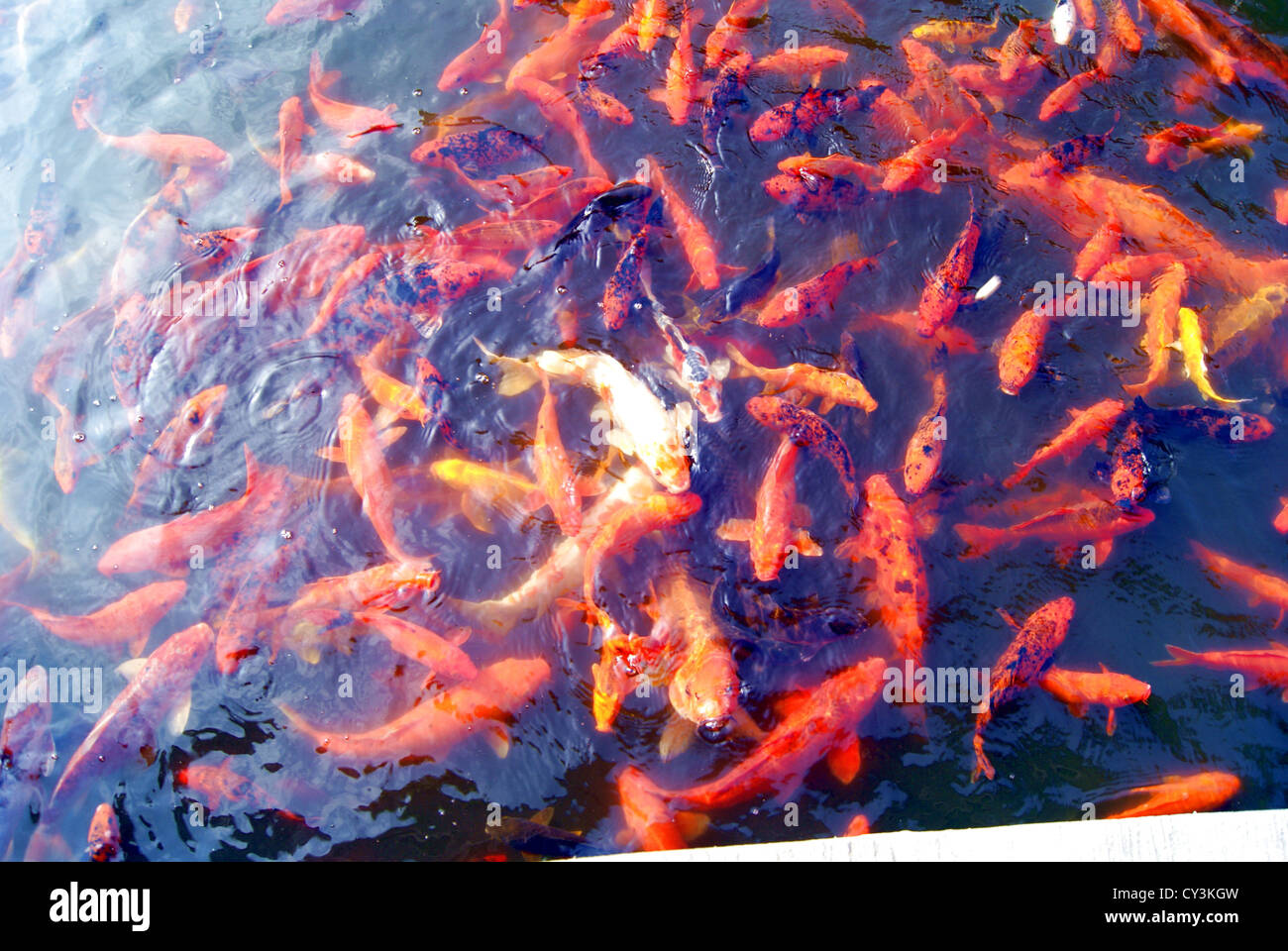 Goldfish play in the lake Stock Photo - Alamy