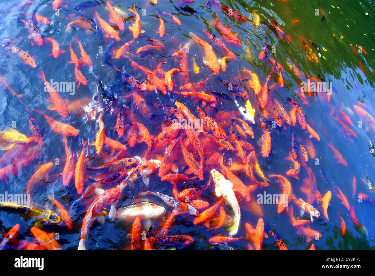 Goldfish play in the lake Stock Photo - Alamy