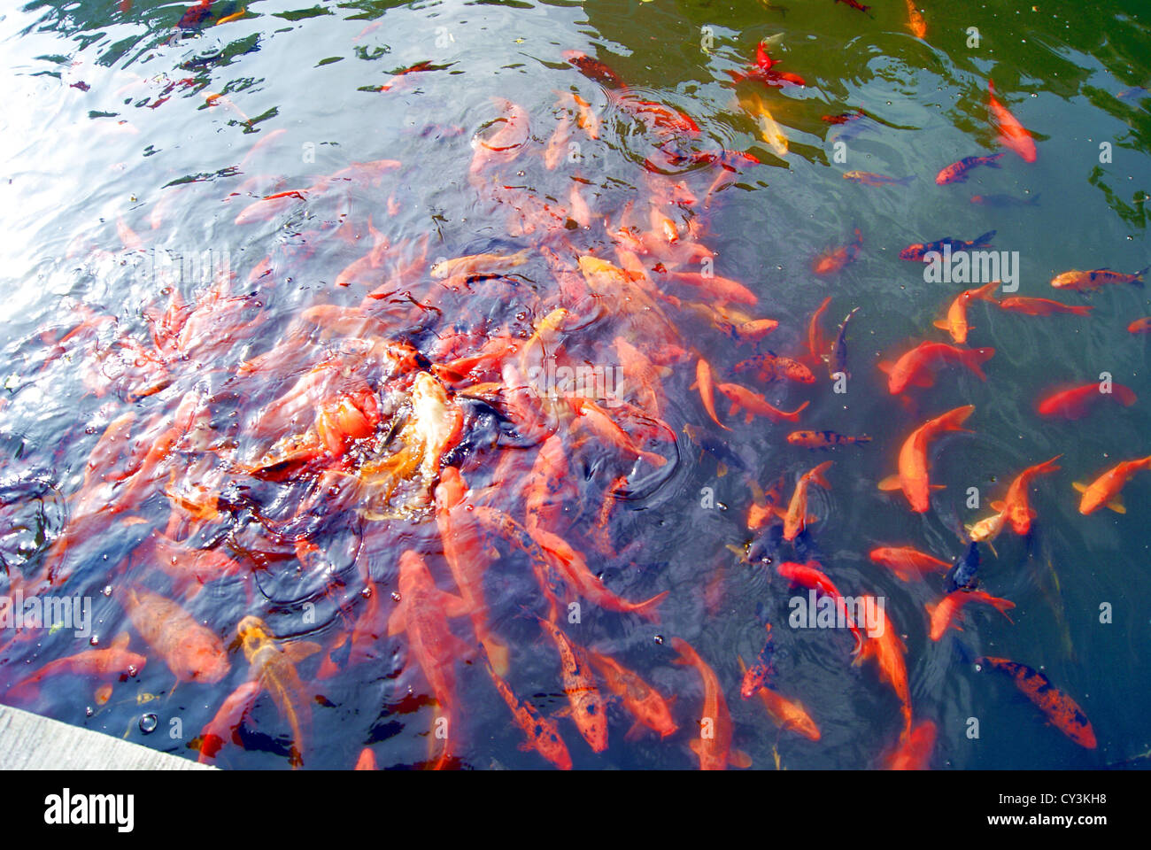 Goldfish play in the lake Stock Photo - Alamy