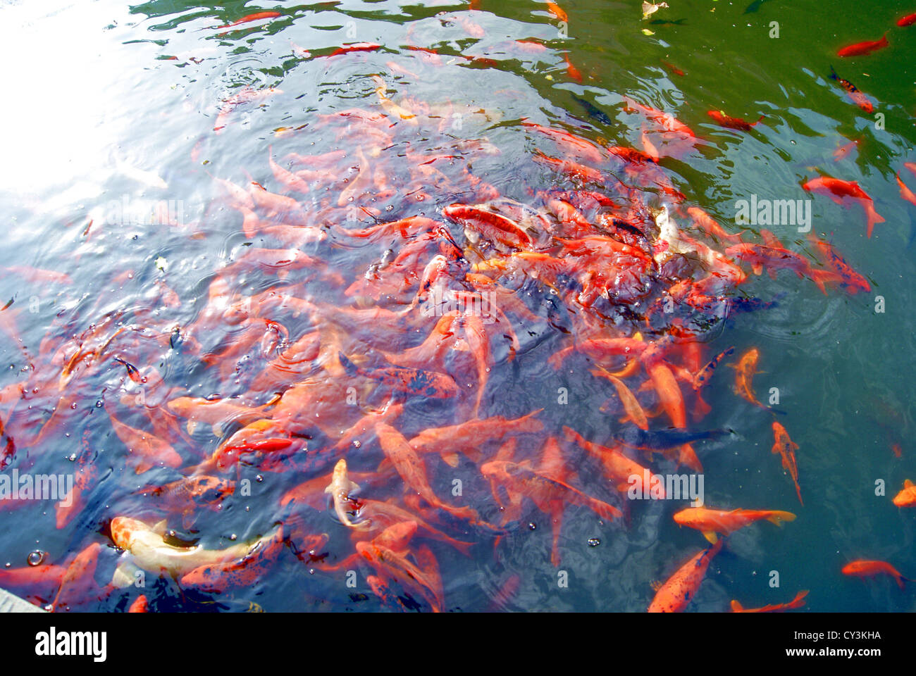 Goldfish play in the lake Stock Photo - Alamy