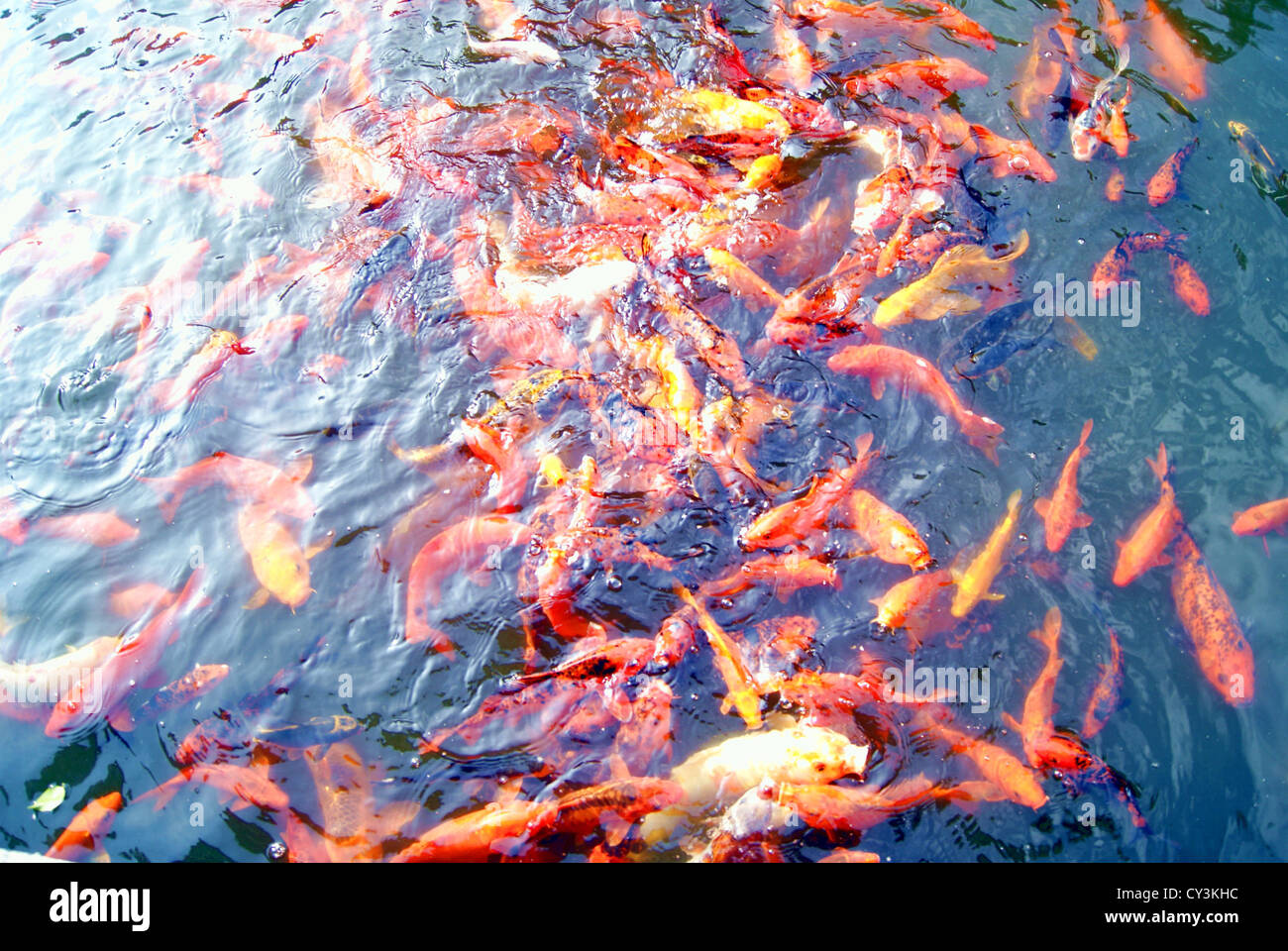 Goldfish play in the lake Stock Photo - Alamy