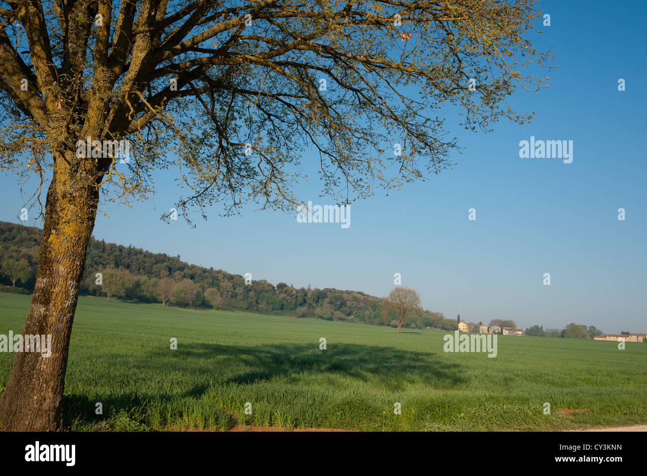 Beautiful green fields of Tuscany,Italy Stock Photo - Alamy