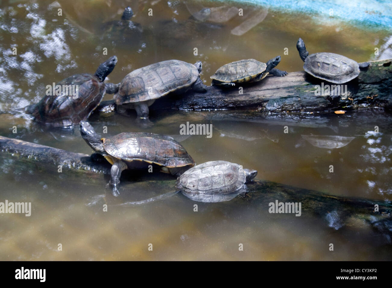Young tortoises hi-res stock photography and images - Alamy