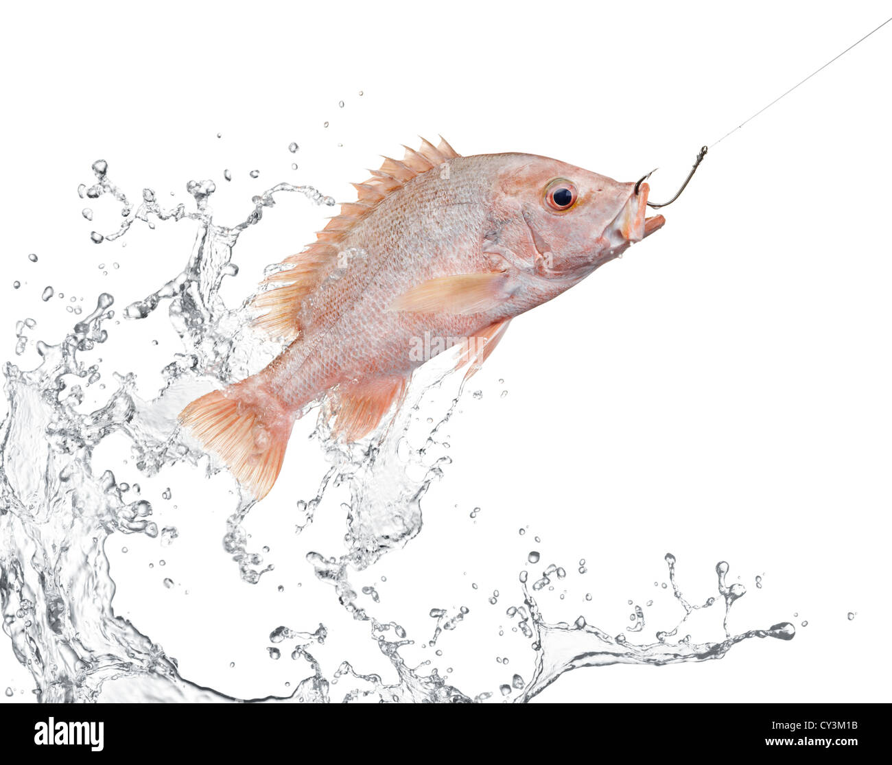 catch of fish with water splash on white background Stock Photo - Alamy