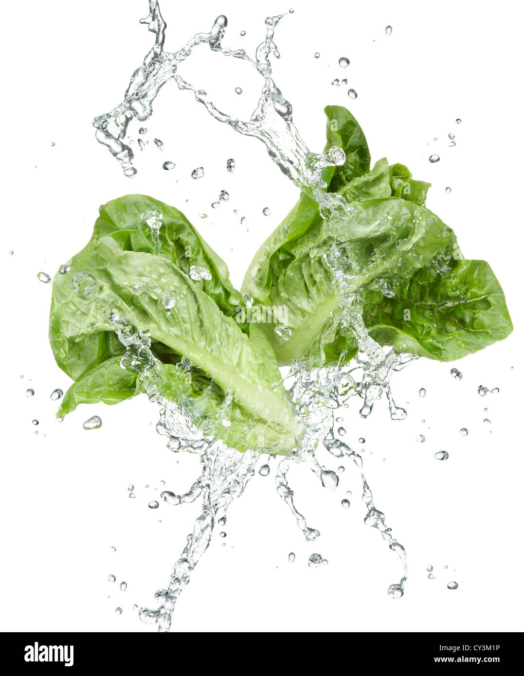fresh lettuce with water splash on white background Stock Photo - Alamy
