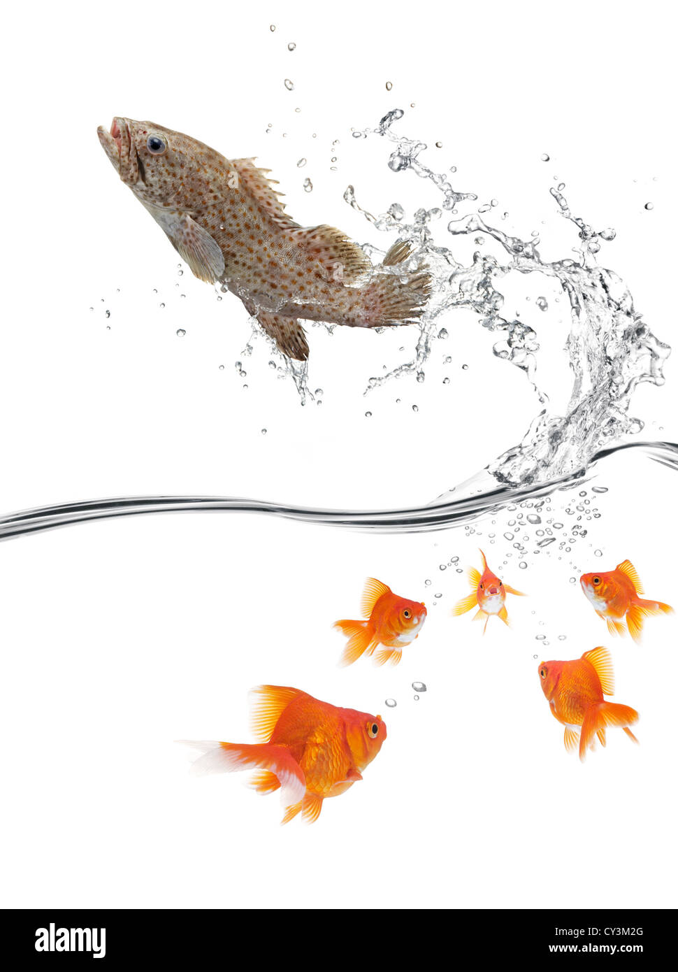 Goldfish jumping hi-res stock photography and images - Alamy