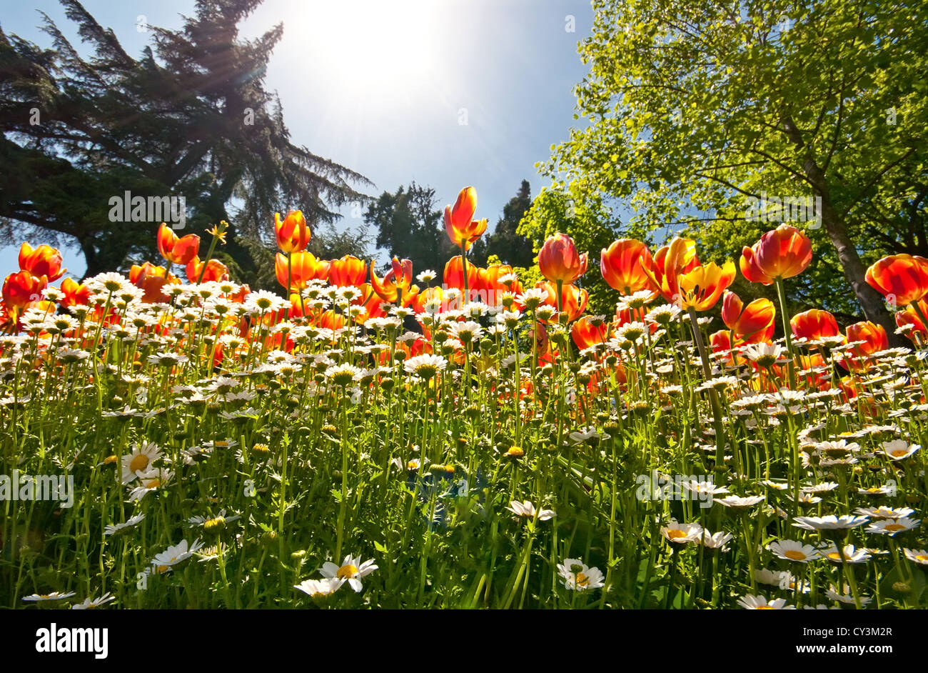 A Field Of Tulip In A Garden With Daisies and by trees, looking up ...