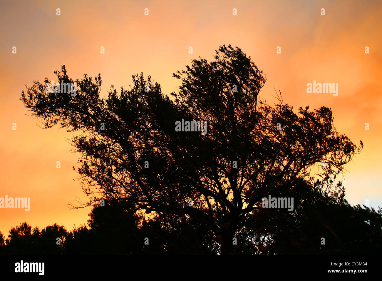 Sunset colored smoke and Olive tree Stock Photo - Alamy