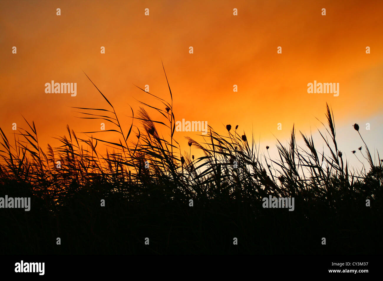Sunset colored smoke and Reeds Stock Photo - Alamy